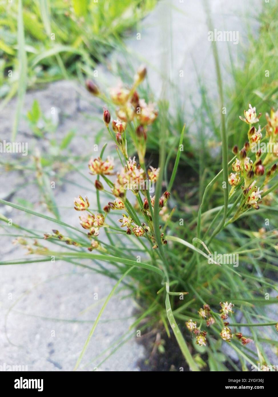 Flattened Rush (Juncus compressus Stock Photo - Alamy