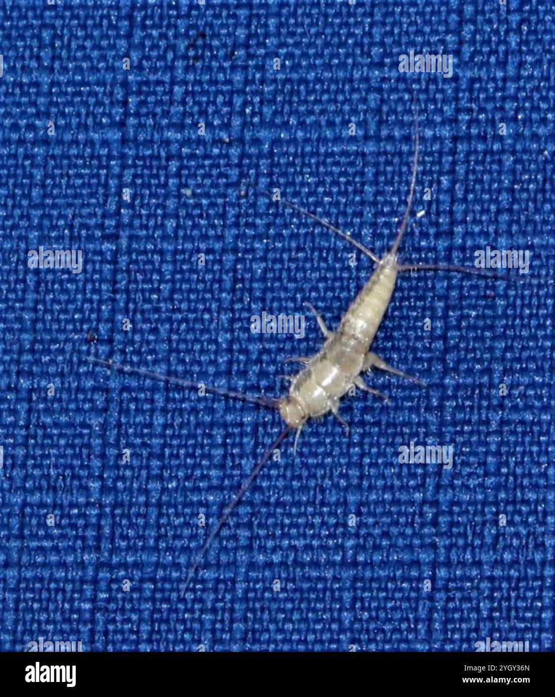 Longicaudatum hi-res stock photography and images - Alamy