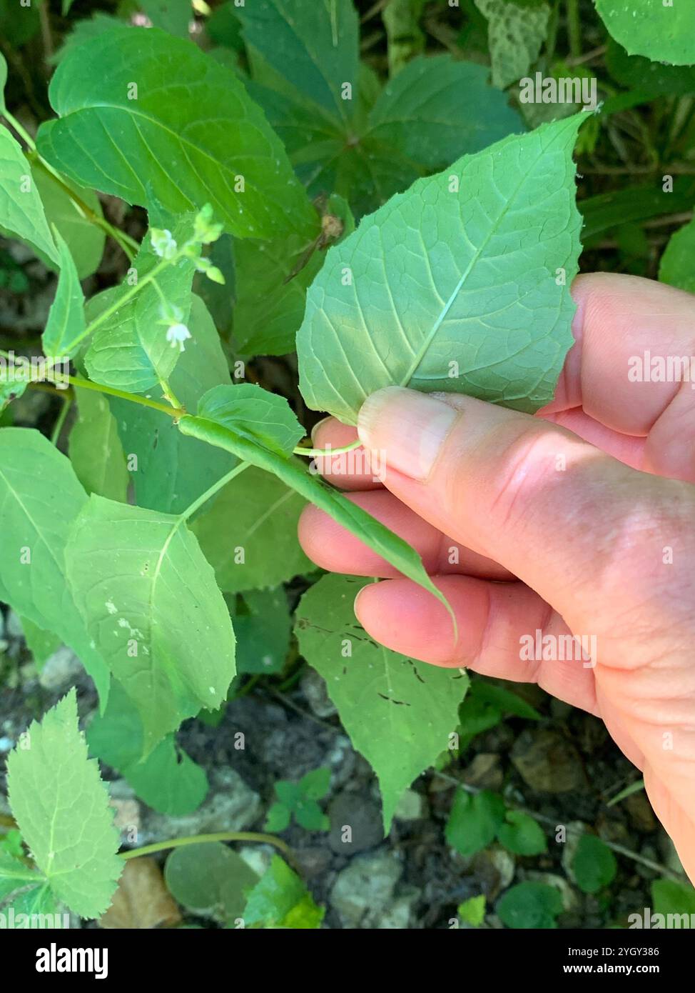 broadleaf enchanter's nightshade (Circaea canadensis Stock Photo - Alamy