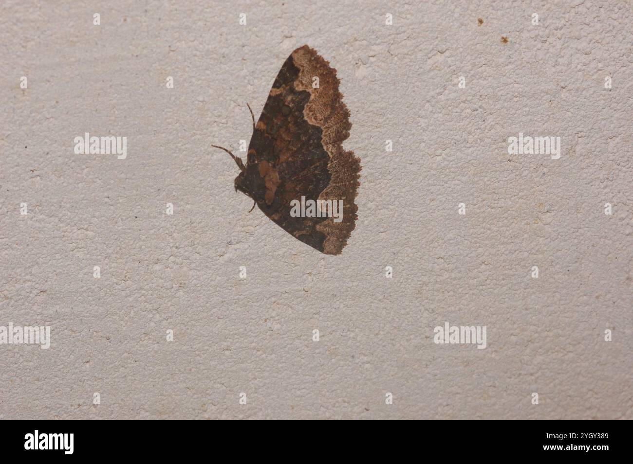 Horrid Zale Moth (Zale horrida Stock Photo - Alamy