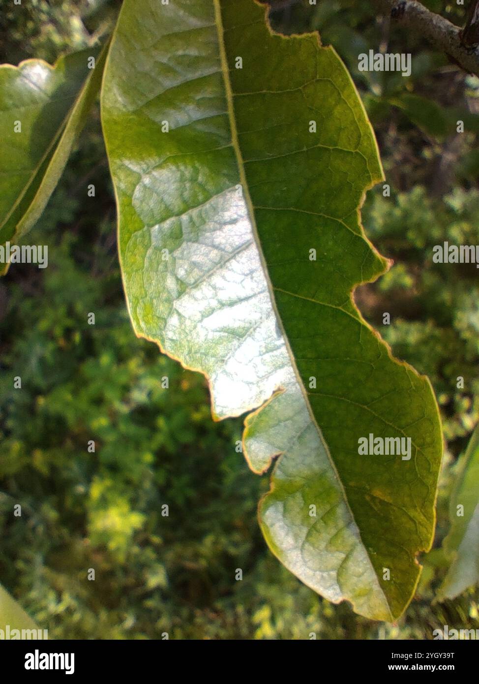 shingle oak (Quercus imbricaria Stock Photo - Alamy
