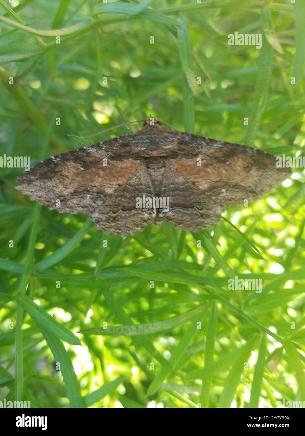 Lunate Zale Moth (Zale lunata Stock Photo - Alamy