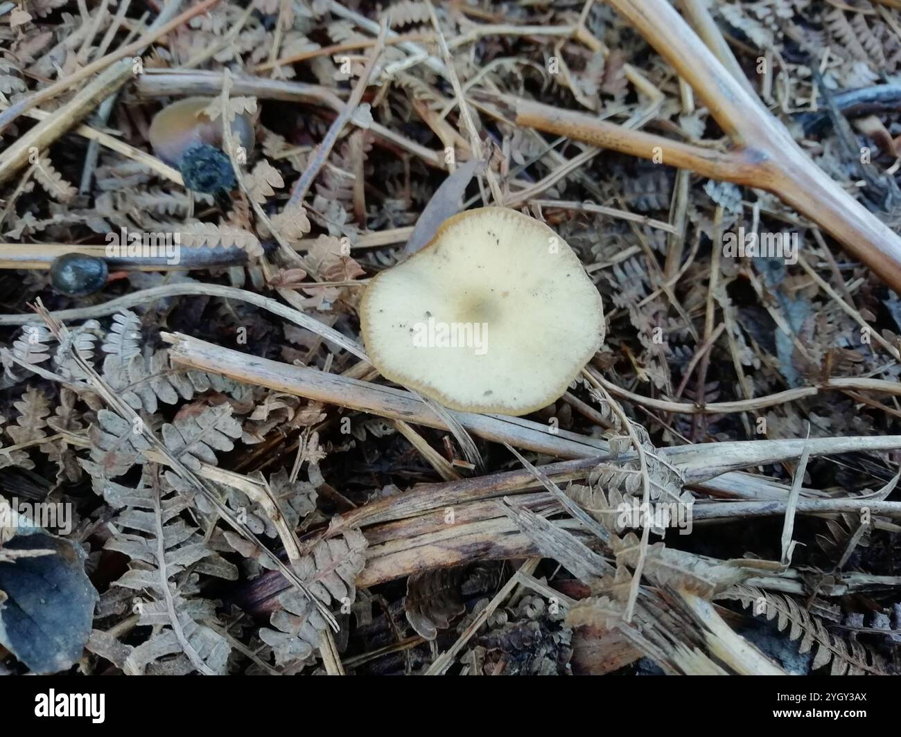 Wavy Cap (Psilocybe cyanescens Stock Photo - Alamy