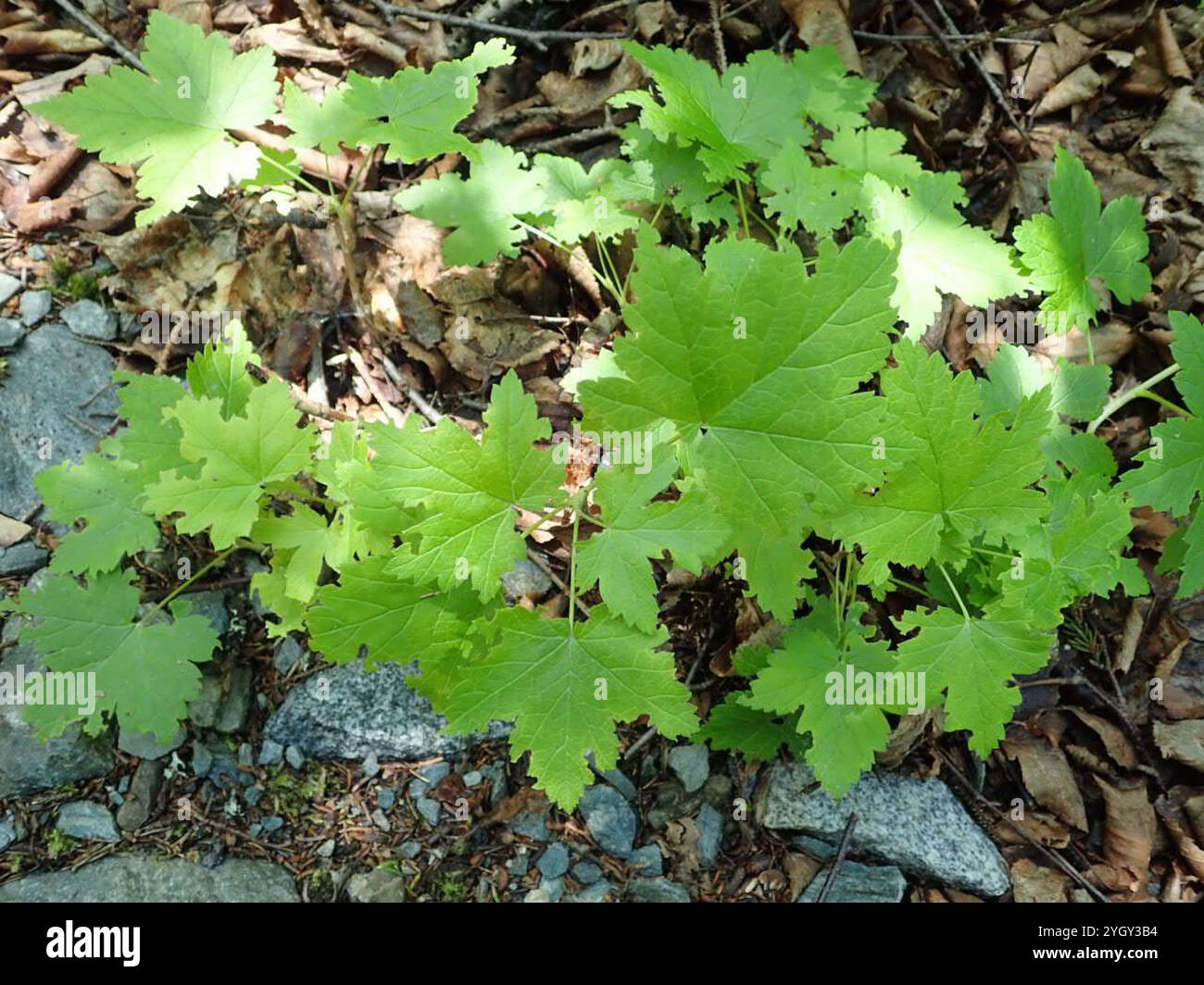 Ribes glandulosum hi-res stock photography and images - Alamy