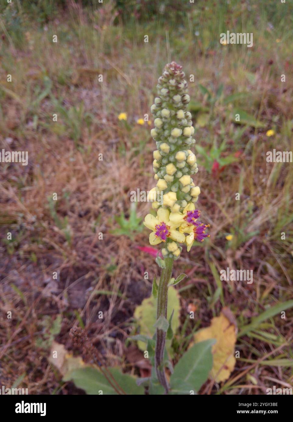 Dark Mullein (Verbascum nigrum Stock Photo - Alamy
