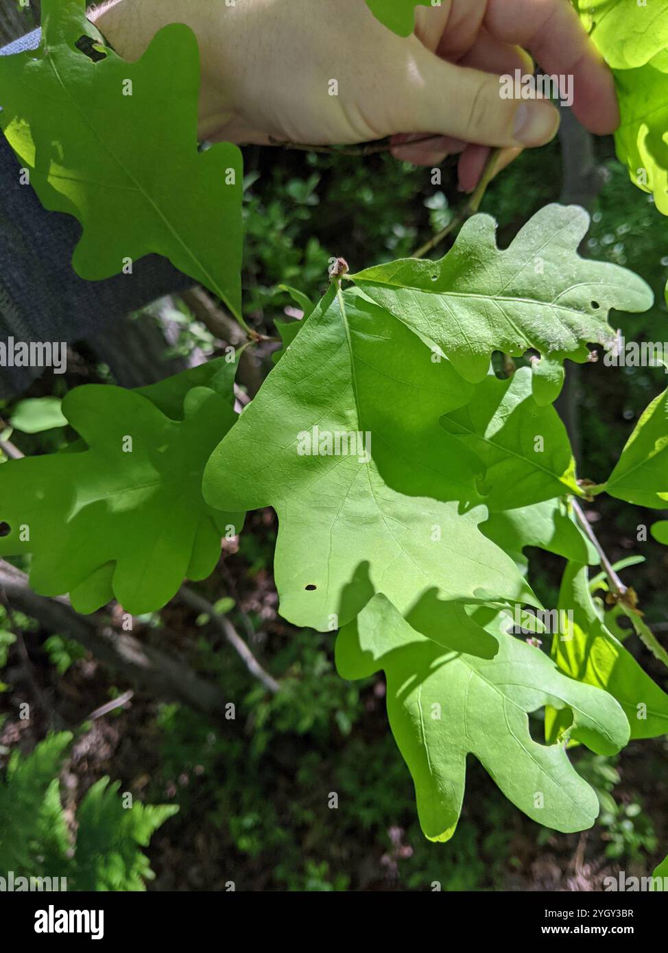 white oak (Quercus alba Stock Photo - Alamy