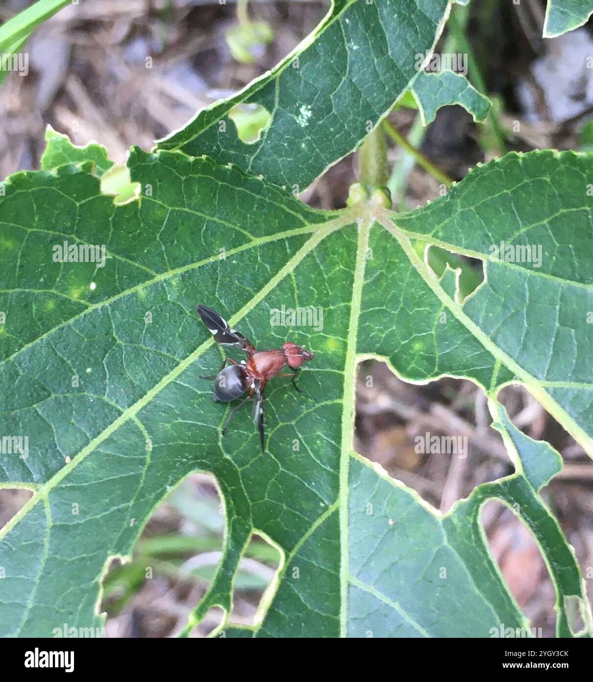 Common Picture-winged Fly (Delphinia picta Stock Photo - Alamy
