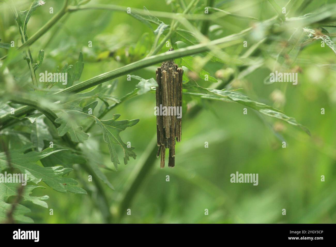 Bagworm Moths (Psychidae Stock Photo - Alamy