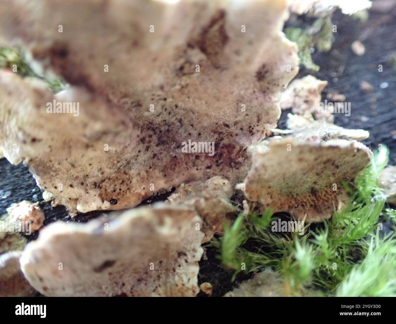 shelf fungi (Polyporales Stock Photo - Alamy