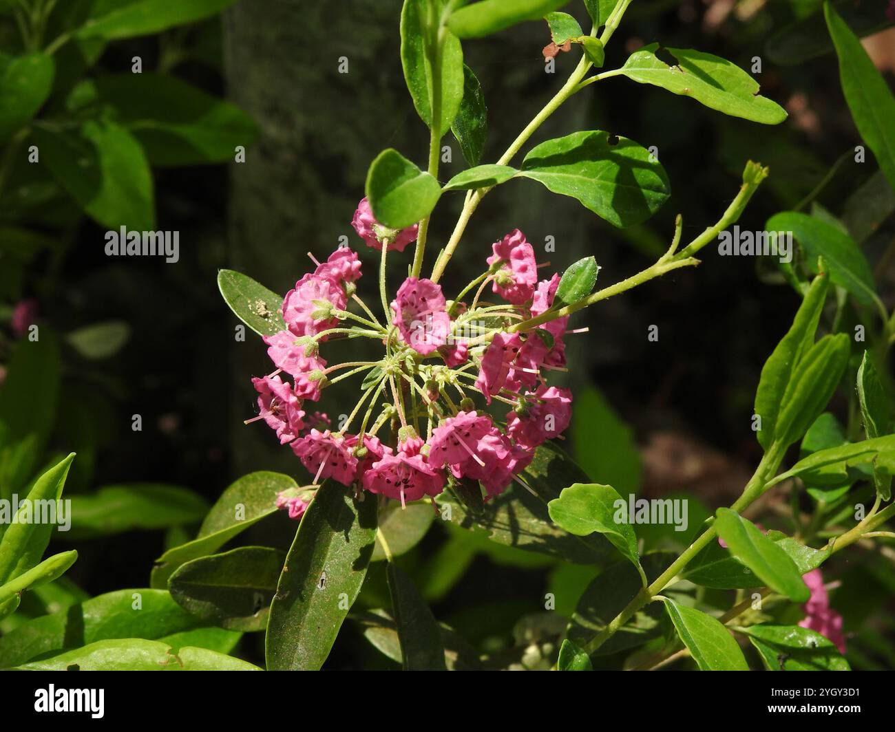 sheep laurel (Kalmia angustifolia Stock Photo - Alamy