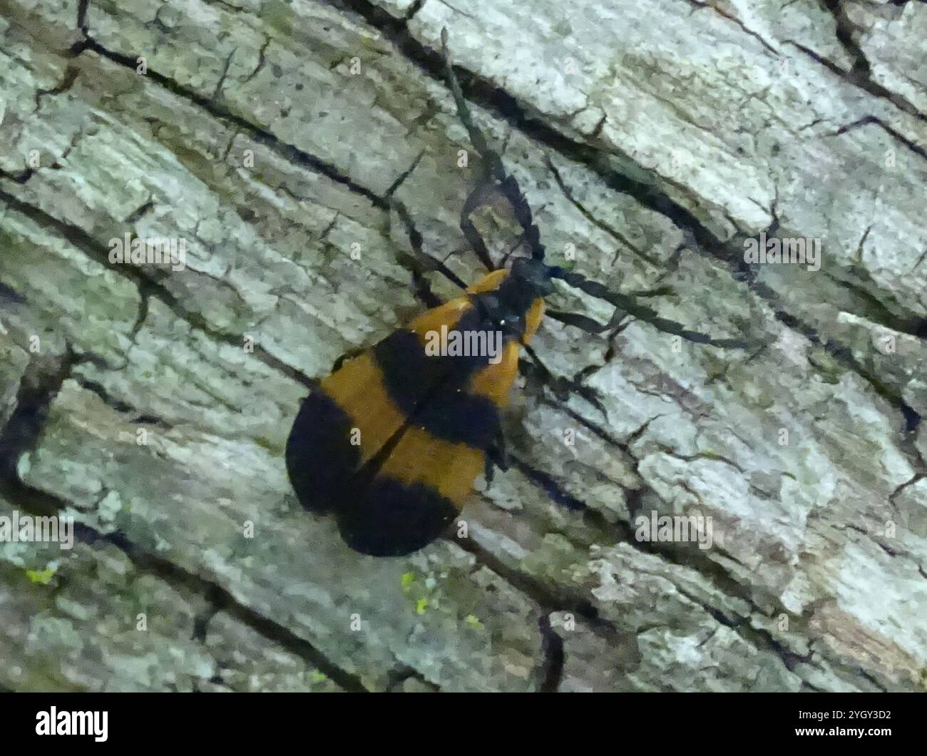 Discrepans hi-res stock photography and images - Alamy