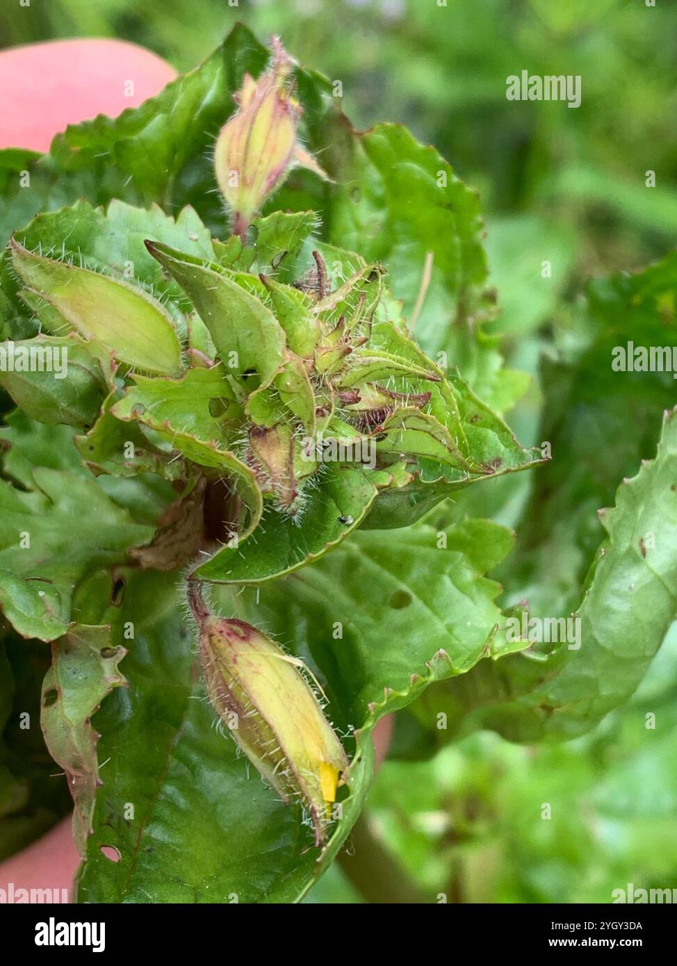 Seep monkeyflower erythranthe guttata hi-res stock photography and ...