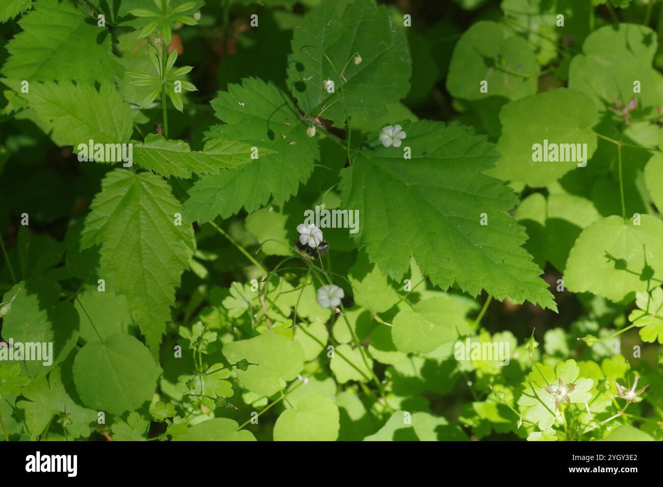 White Inside-out Flower (Vancouveria hexandra Stock Photo - Alamy