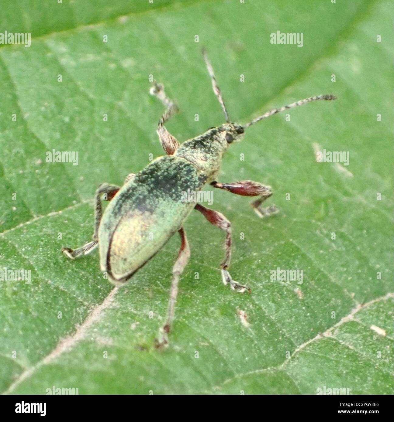 Nettle weevil (Phyllobius pomaceus Stock Photo - Alamy