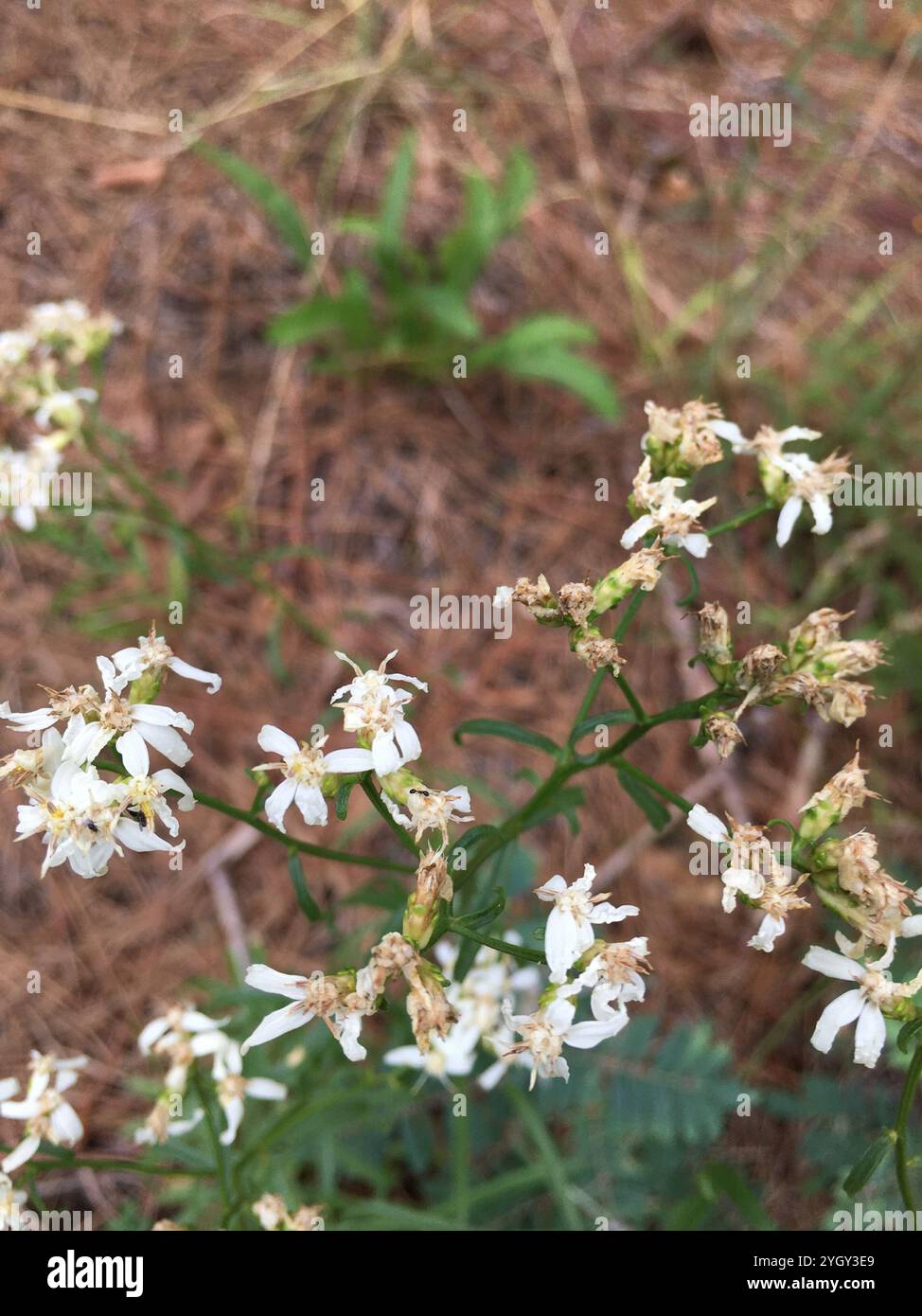 Narrowleaf Whitetop Aster (Sericocarpus linifolius Stock Photo - Alamy