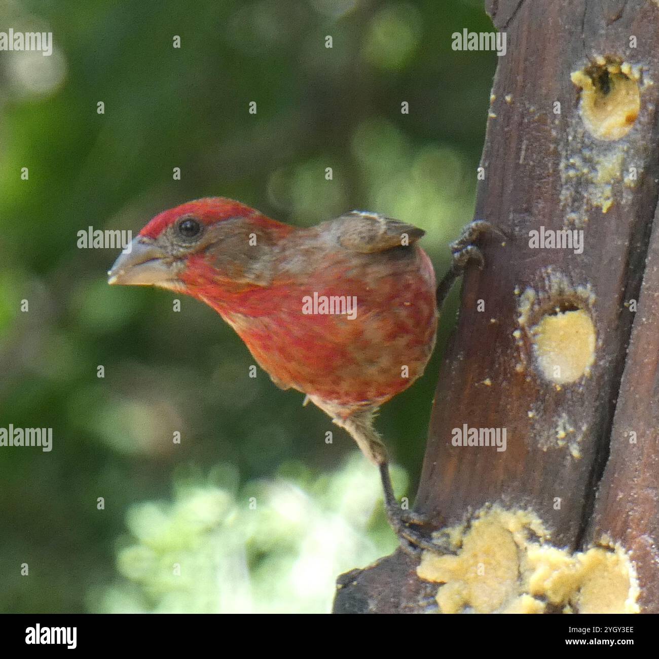 House Finch (Haemorhous mexicanus Stock Photo - Alamy
