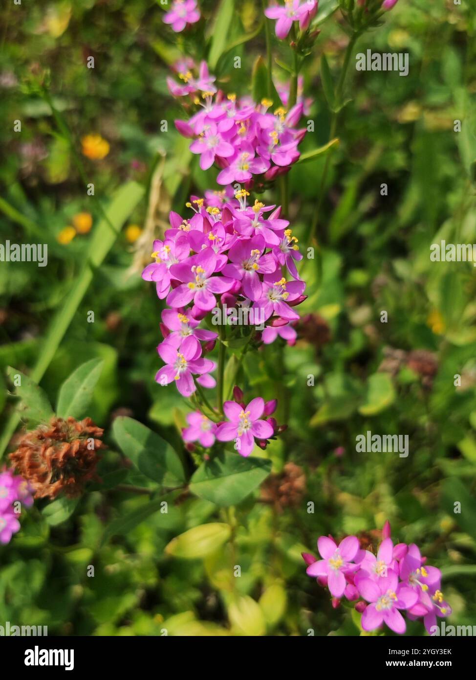 Common centaury (Centaurium erythraea Stock Photo - Alamy