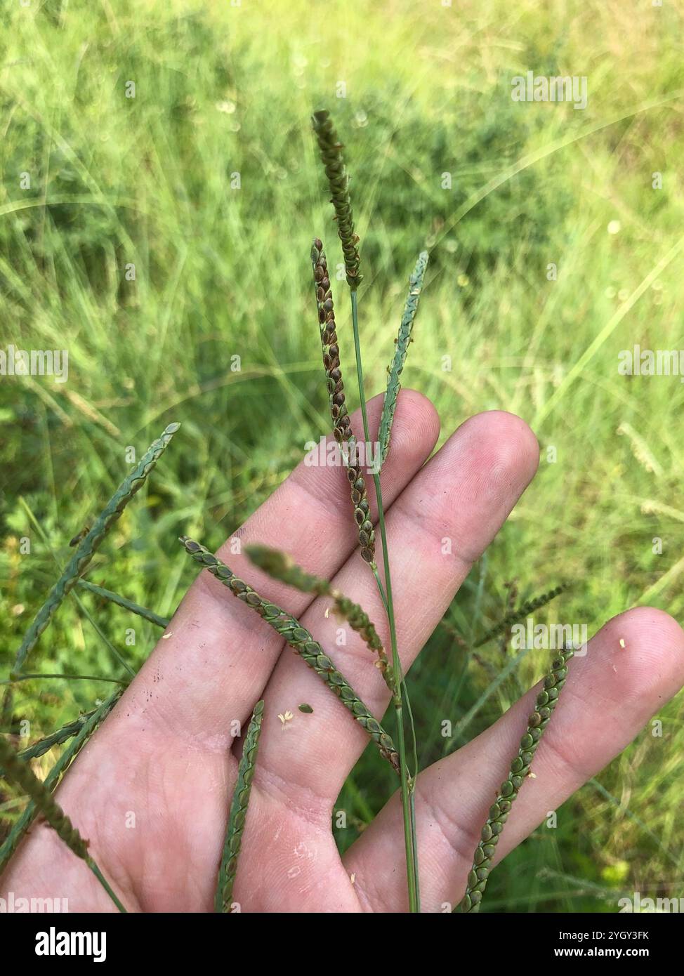 Brownseed Paspalum (Paspalum plicatulum Stock Photo - Alamy
