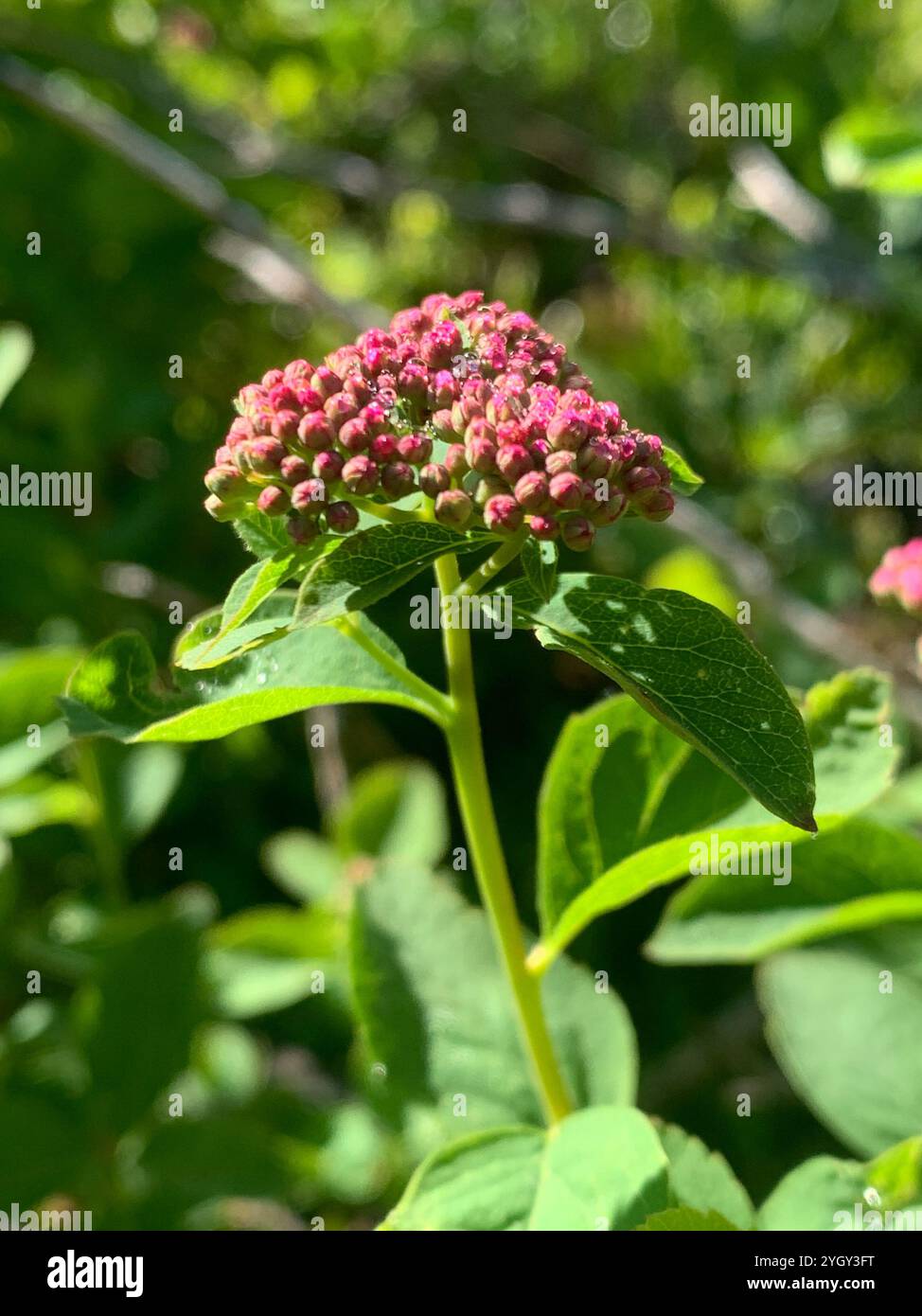 Spirea splendens hi-res stock photography and images - Alamy