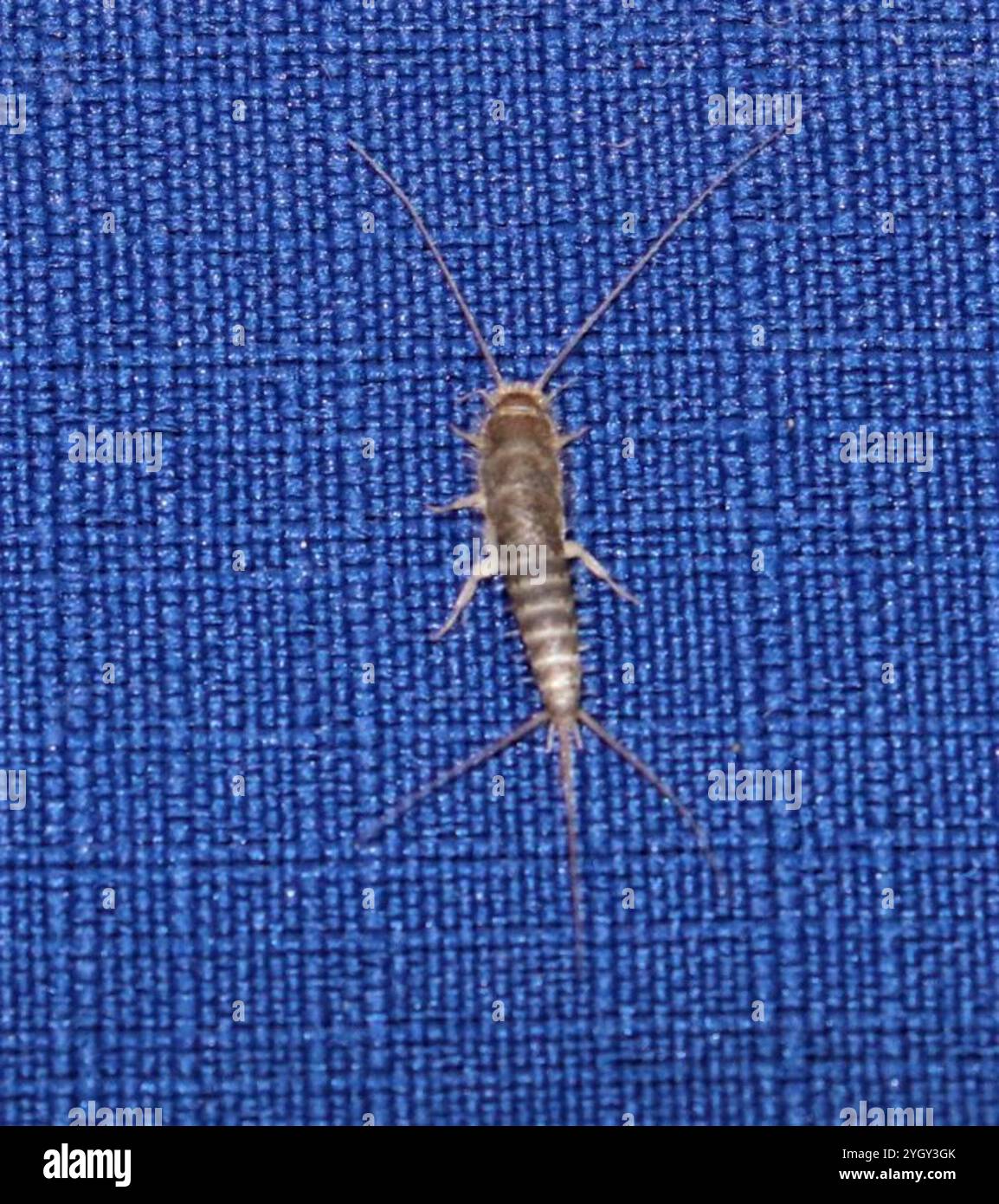 Long-tailed Silverfish (Ctenolepisma longicaudatum Stock Photo - Alamy