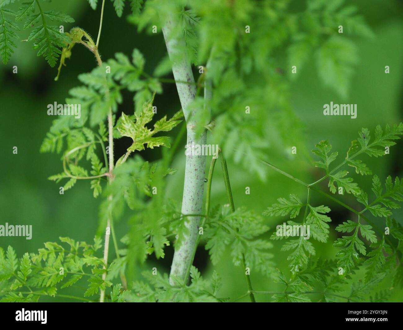 poison hemlock (Conium maculatum Stock Photo - Alamy