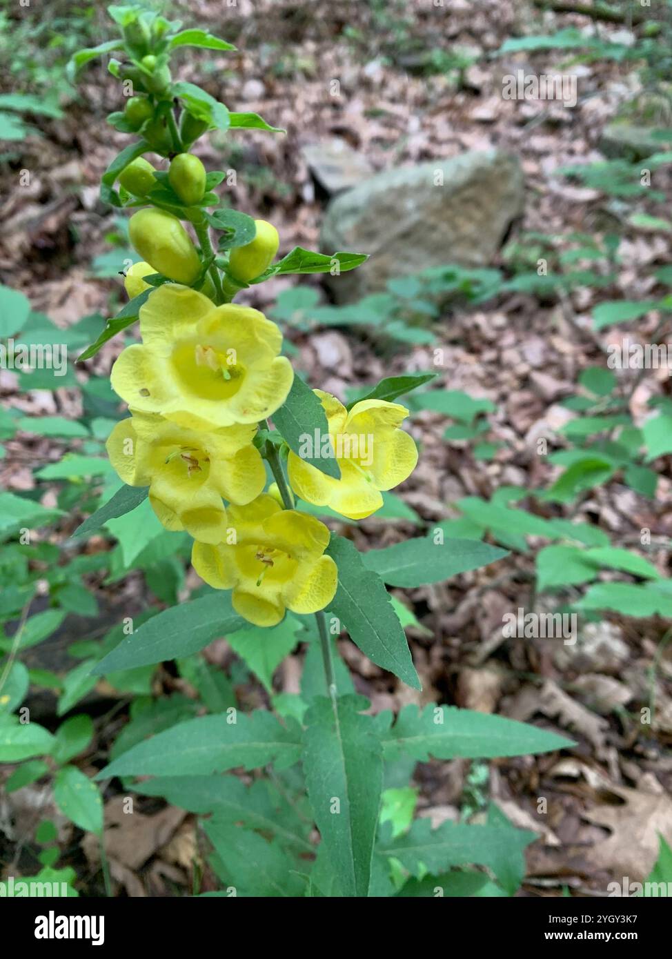 yellow false foxgloves (Aureolaria Stock Photo - Alamy
