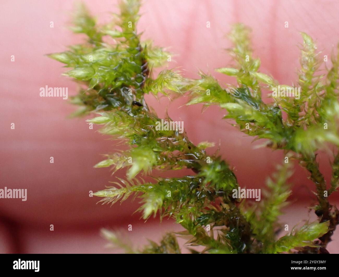 Cat's Tail Moss (Pseudisothecium stoloniferum Stock Photo - Alamy