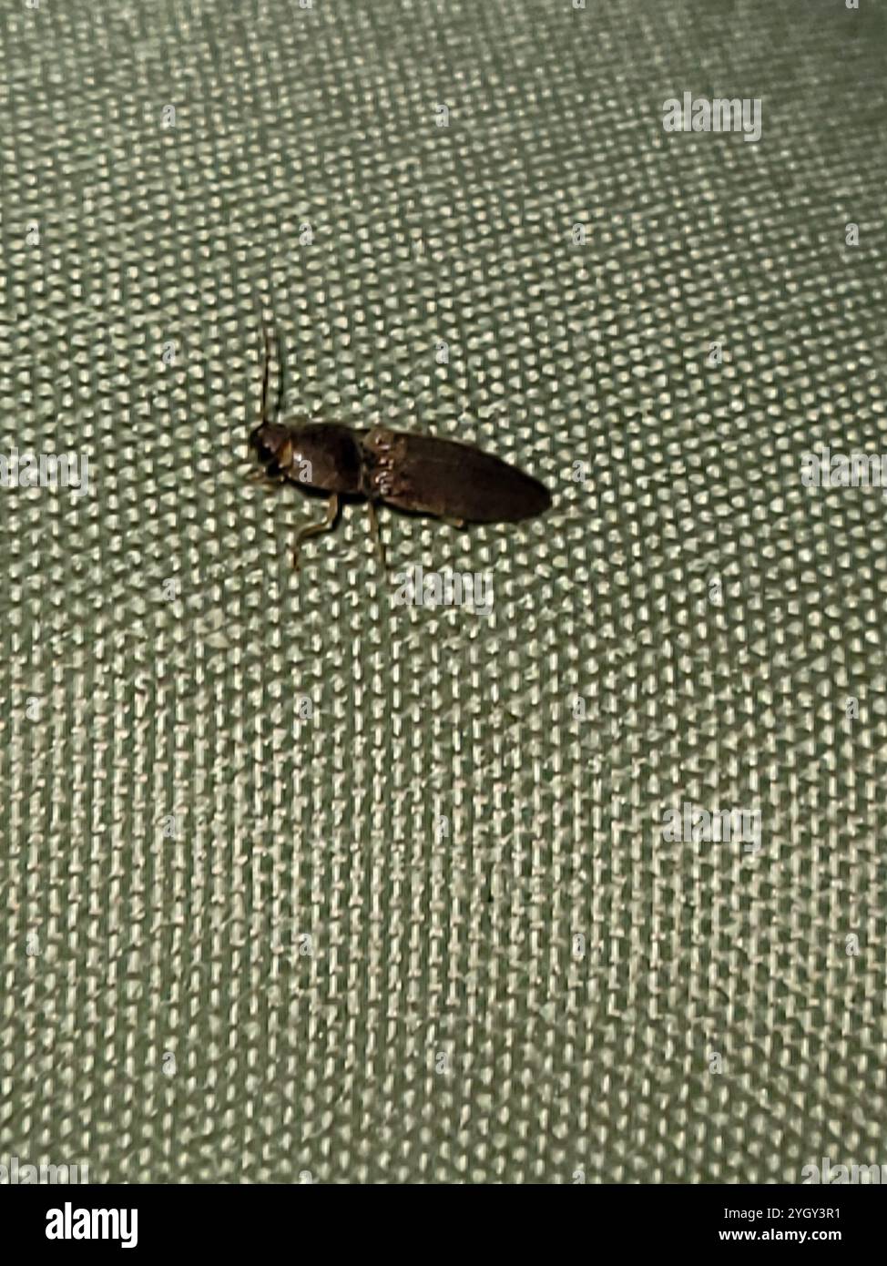 Monocrepidius hi-res stock photography and images - Alamy