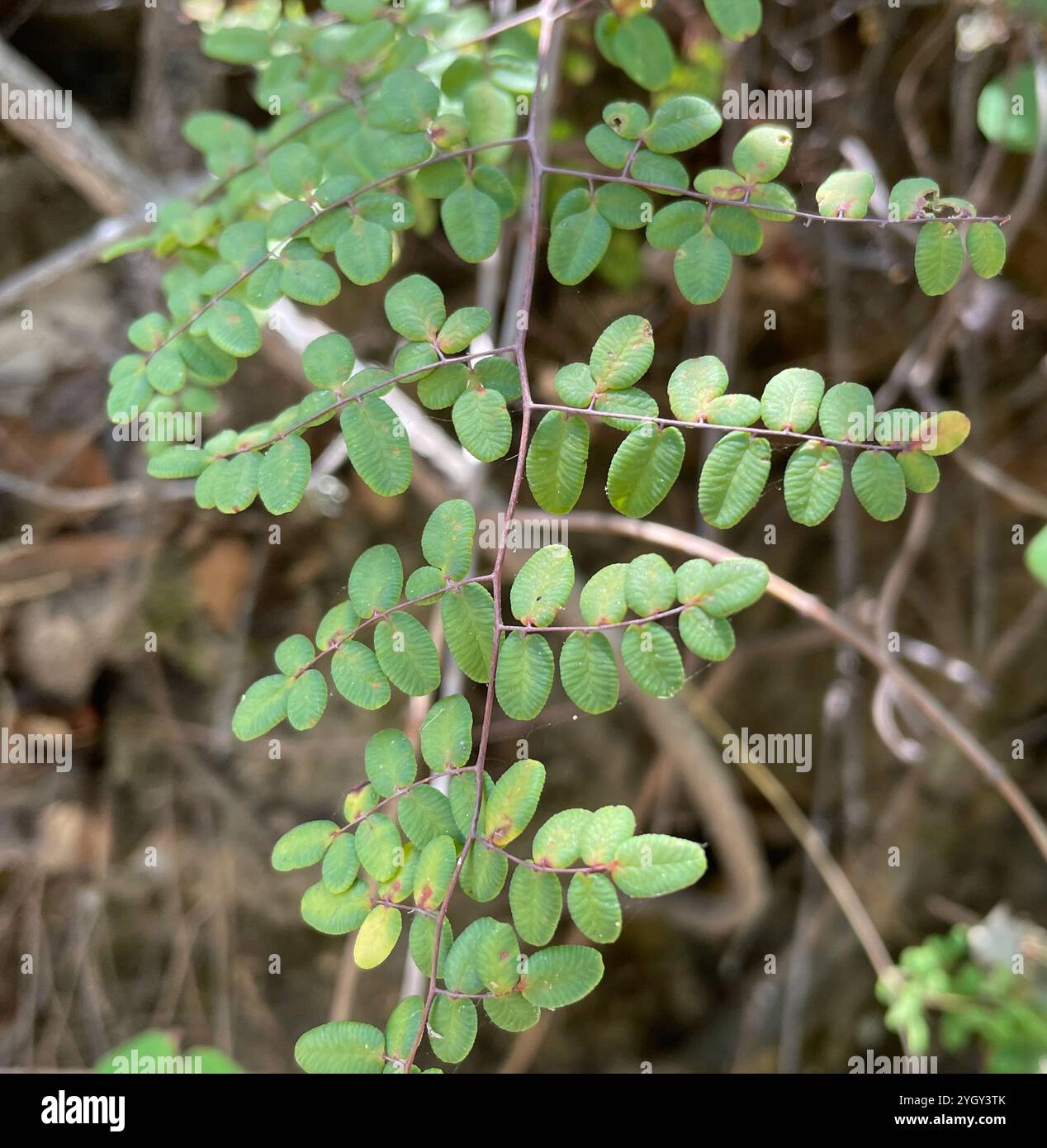 Coffee Fern (Pellaea andromedifolia Stock Photo - Alamy