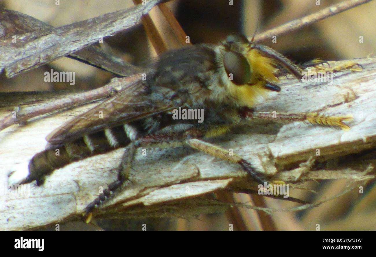 Giant Robber Flies (Promachus Stock Photo - Alamy