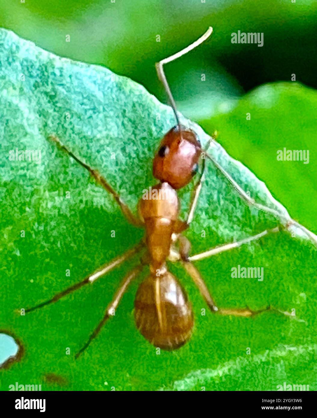 Chestnut Carpenter Ant (Camponotus castaneus Stock Photo - Alamy
