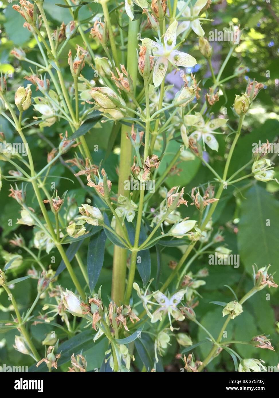 American columbo (Frasera caroliniensis Stock Photo - Alamy