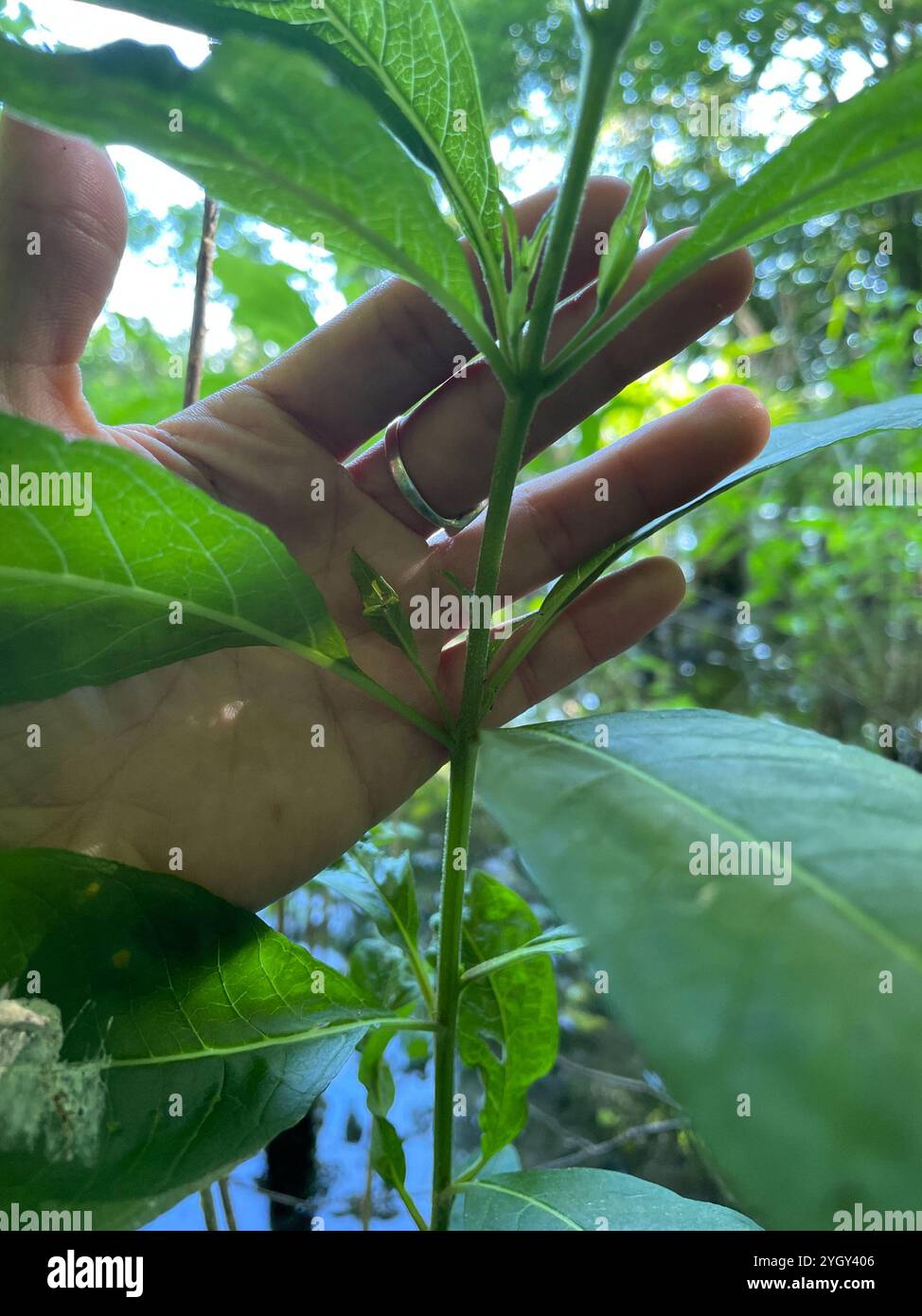 Swamp loosestrife decodon verticillatus hi-res stock photography and ...