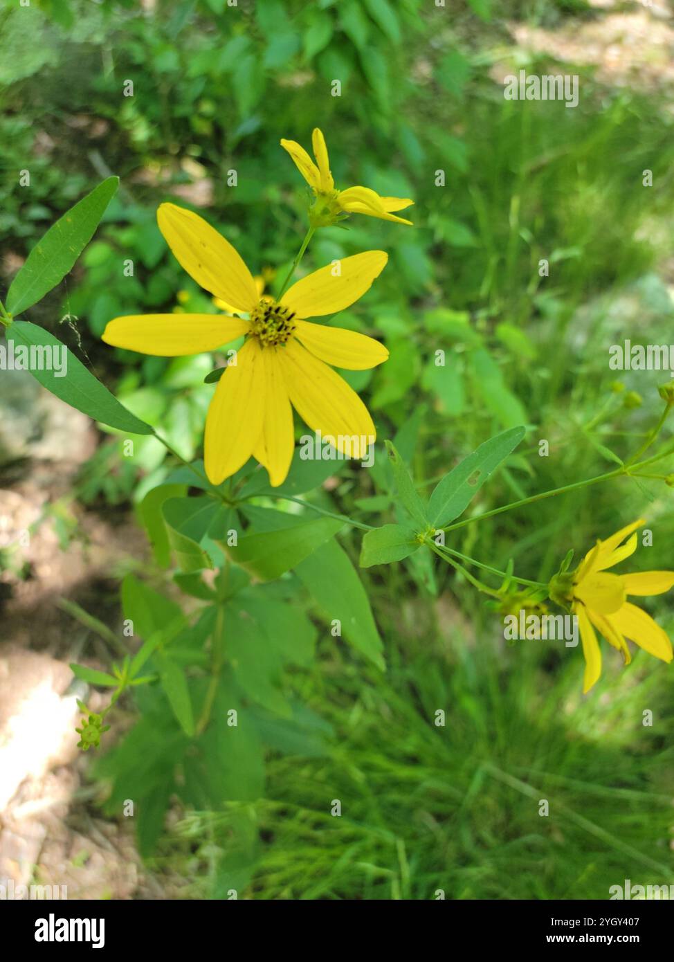 Greater Tickseed (Coreopsis major Stock Photo - Alamy