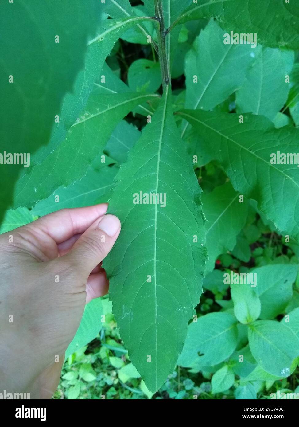 Wingstem (Verbesina alternifolia Stock Photo - Alamy