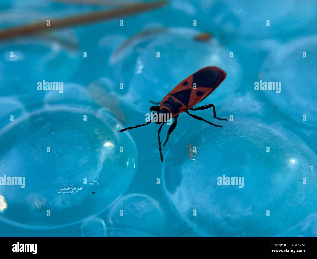 Mediterranean red bug (Scantius aegyptius Stock Photo - Alamy