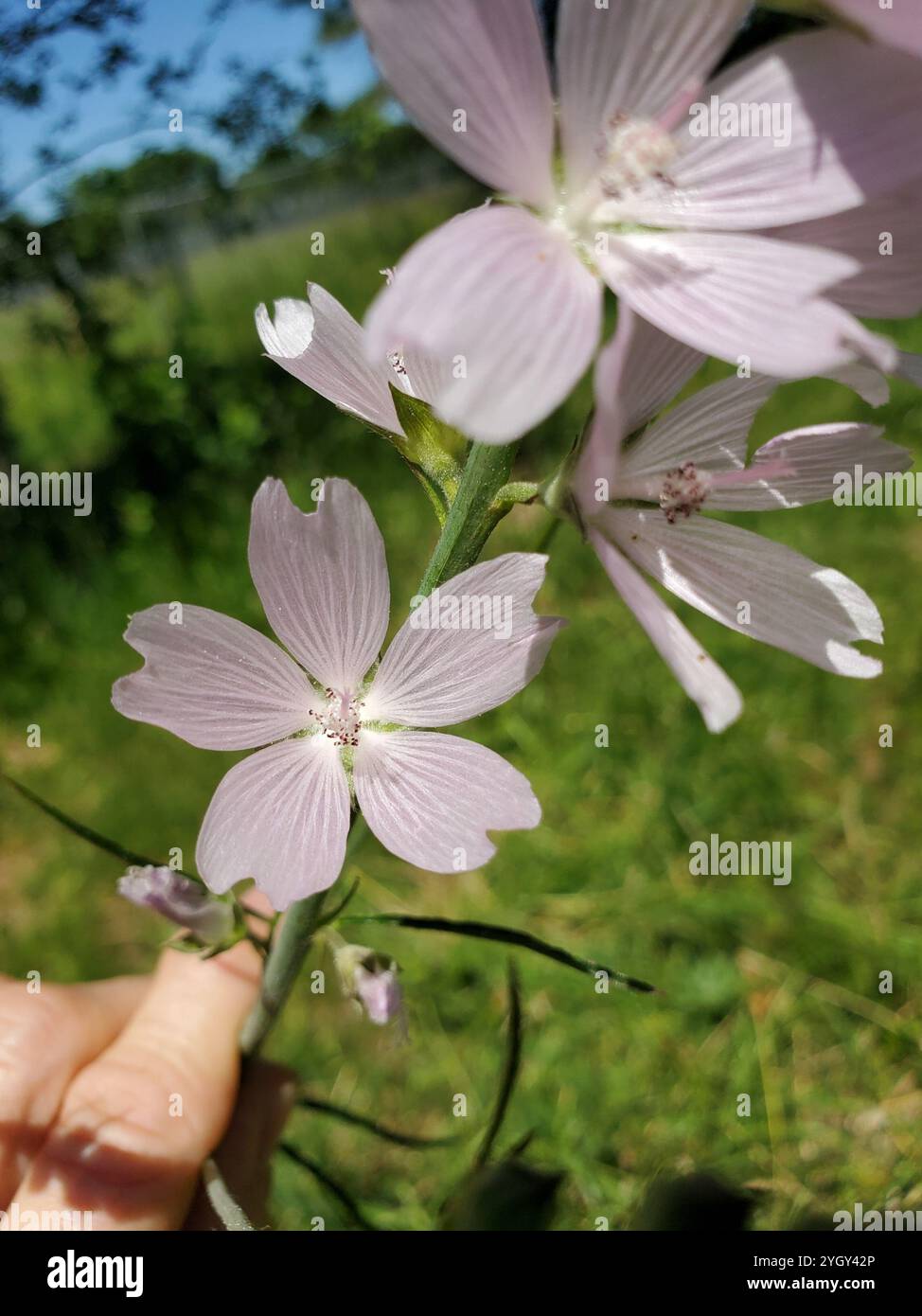 Meadow checker mallow hi-res stock photography and images - Alamy