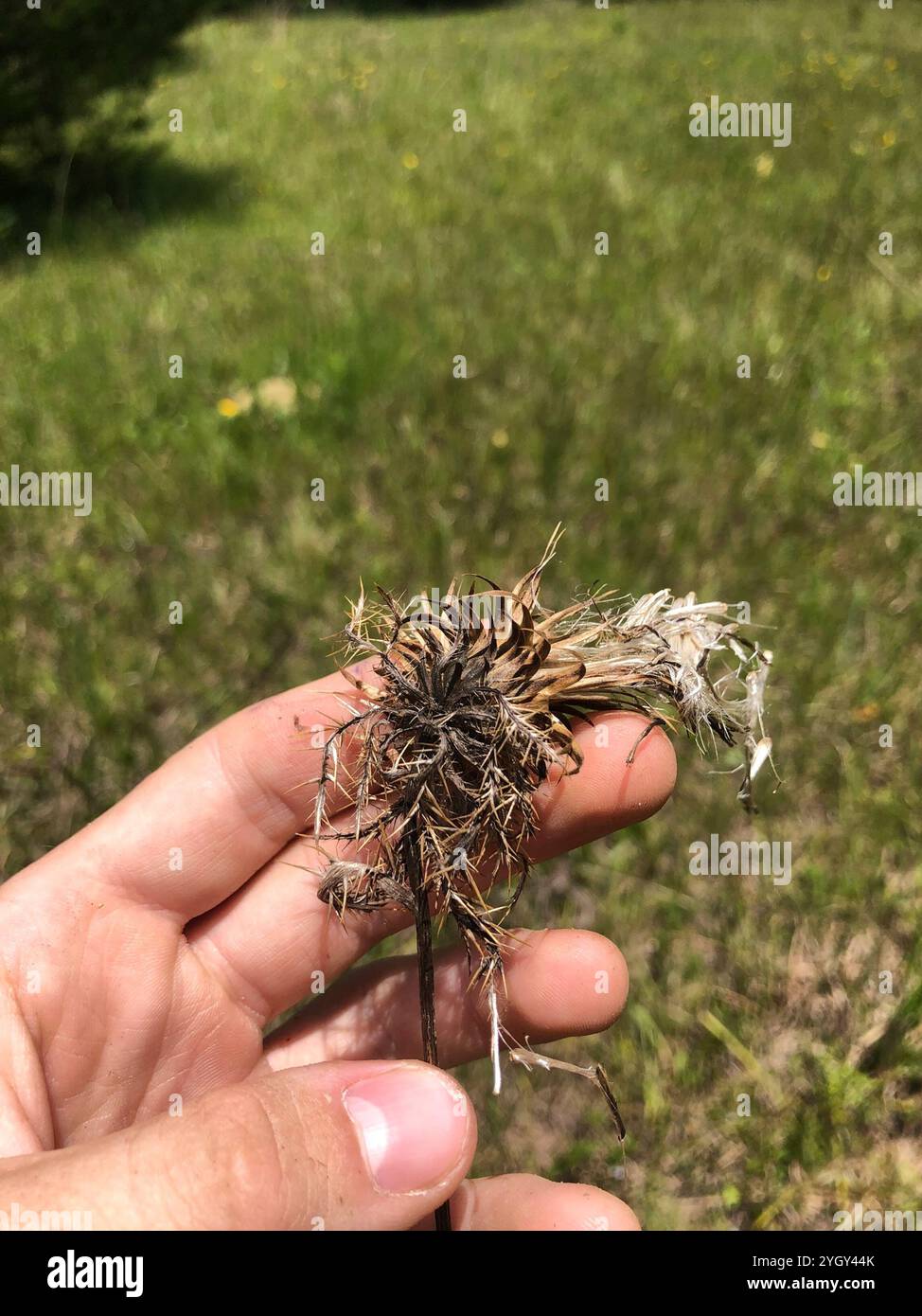 Florida thistle (Cirsium horridulum vittatum Stock Photo - Alamy