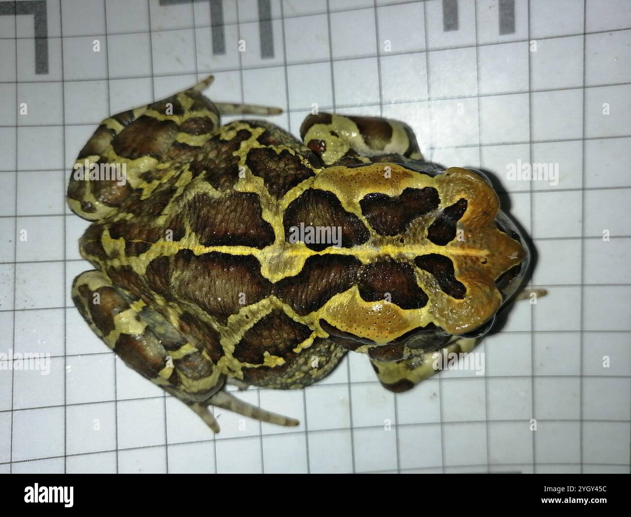 Western Leopard Toad (Sclerophrys pantherina Stock Photo - Alamy
