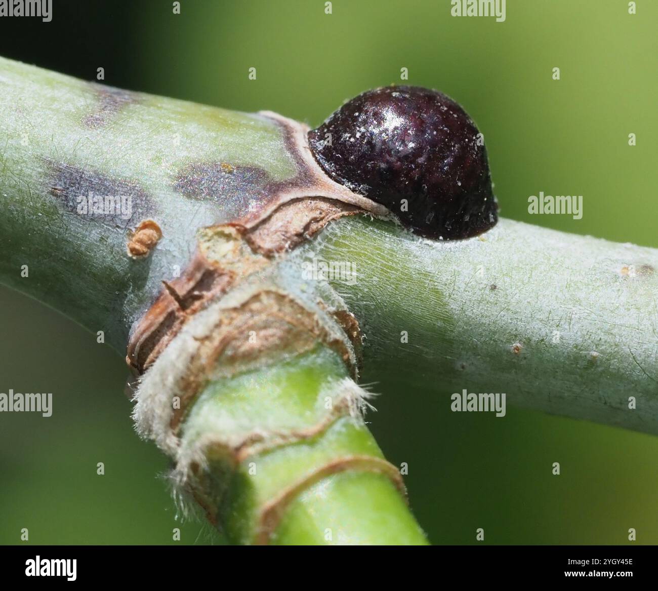 Parthenolecanium hi-res stock photography and images - Alamy