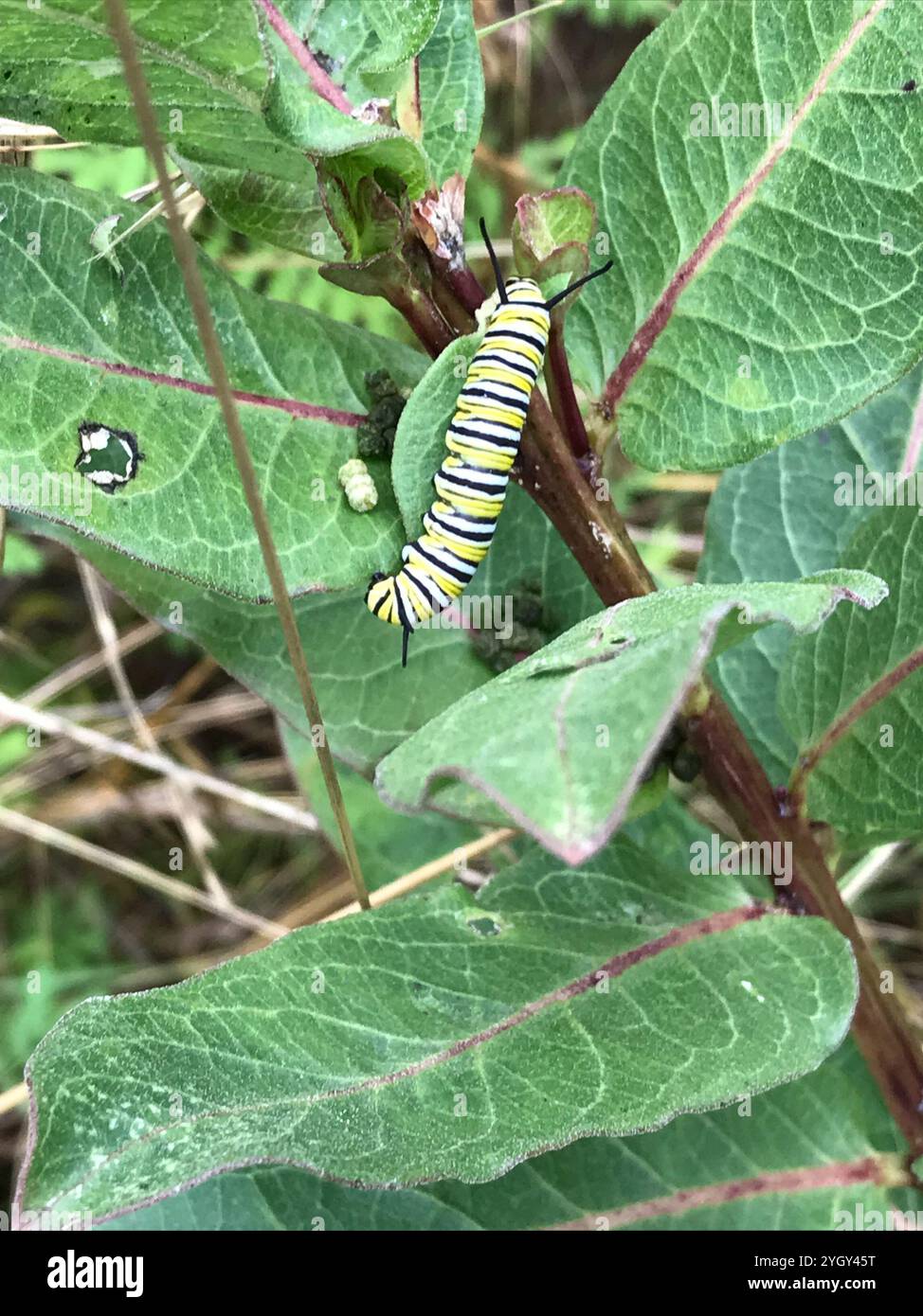 Monarch (Danaus plexippus Stock Photo - Alamy