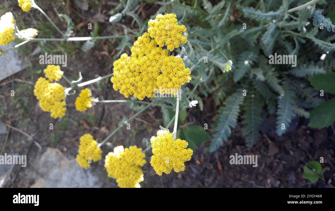 Fern-leaf Yarrow (Achillea filipendulina Stock Photo - Alamy