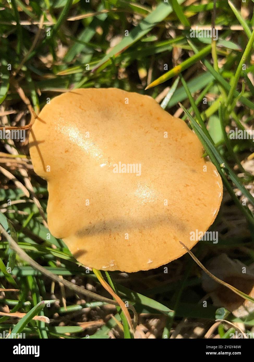 Common Fieldcap (Agrocybe pediades Stock Photo - Alamy