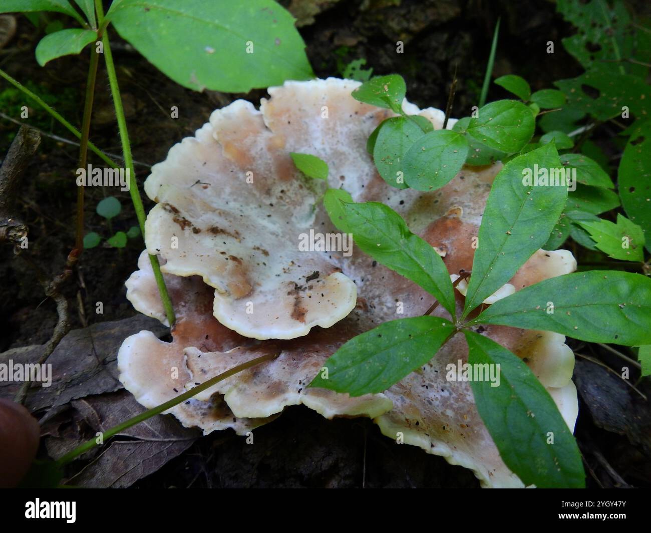 Blushing Rosette (Abortiporus biennis Stock Photo - Alamy