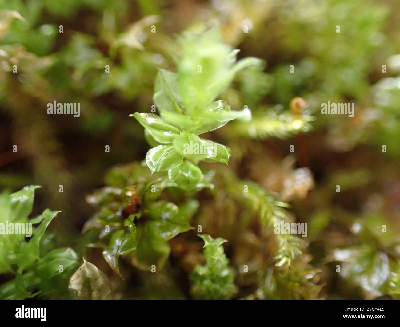 magnificent leafy moss (Plagiomnium venustum Stock Photo - Alamy