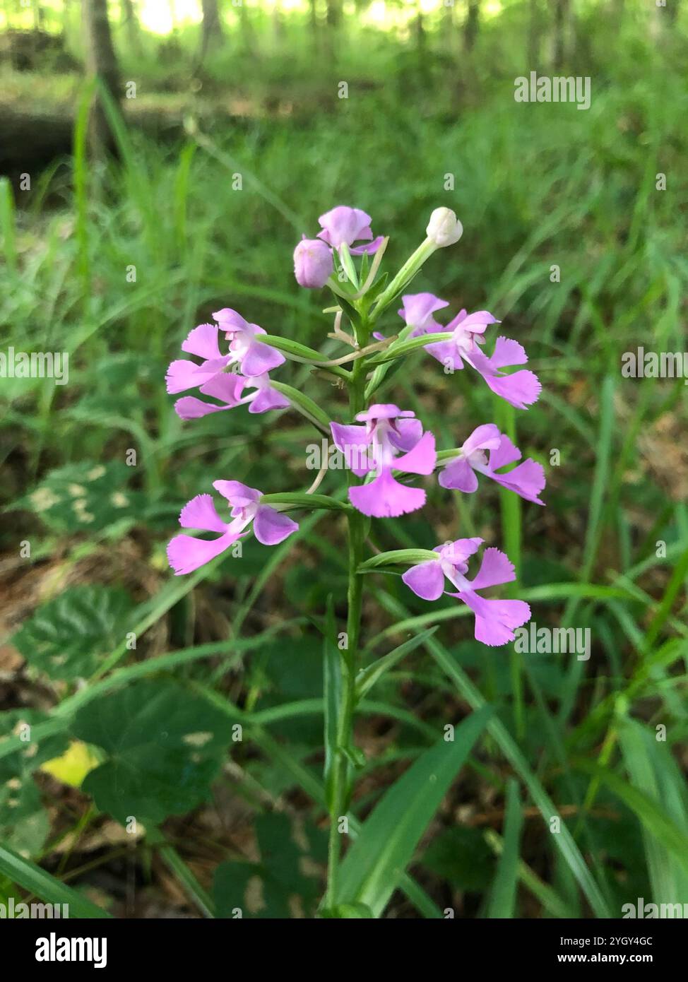 Purple Fringeless Orchid (Platanthera peramoena Stock Photo - Alamy