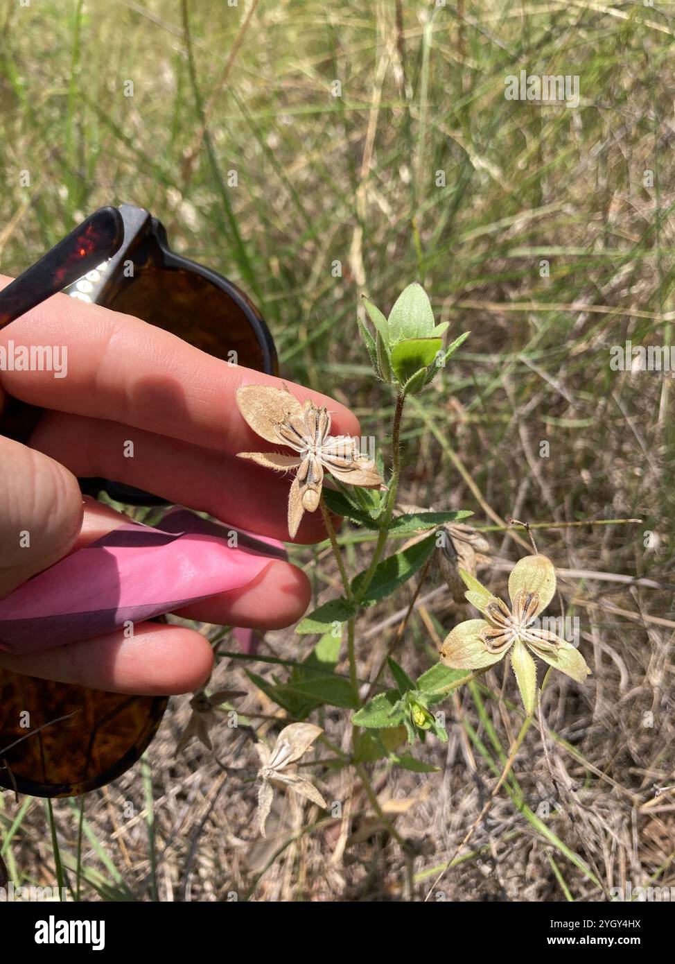 Texas yellow star (Lindheimera texana Stock Photo - Alamy
