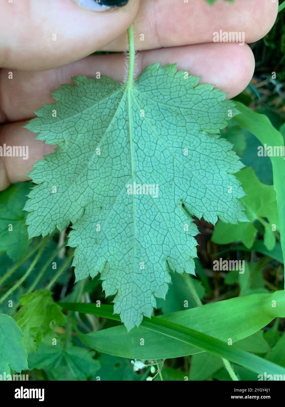 crevice alumroot (Heuchera micrantha Stock Photo - Alamy