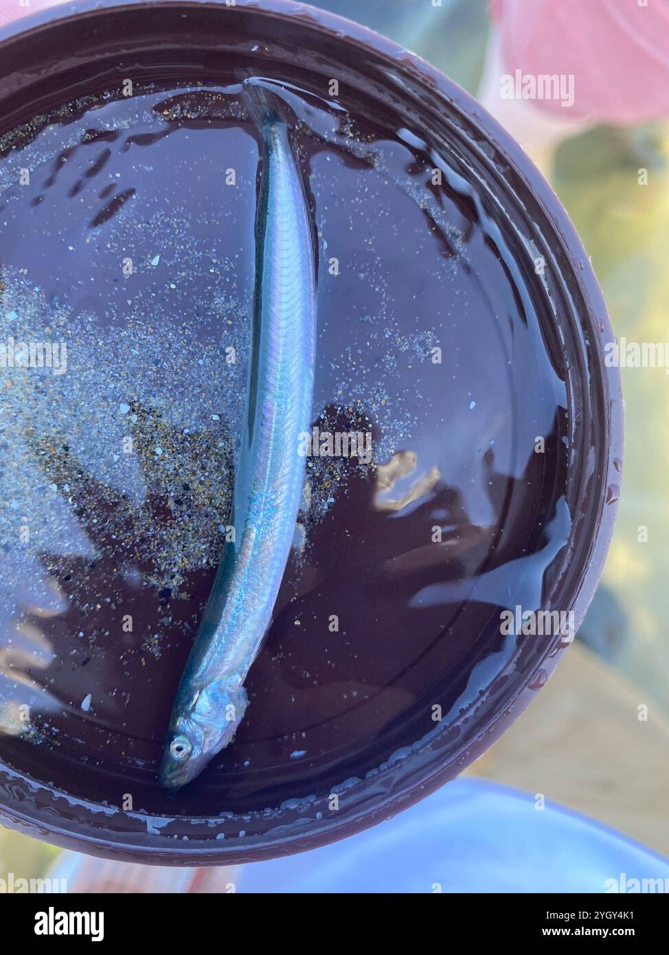 Ray-finned Fishes (Actinopterygii Stock Photo - Alamy