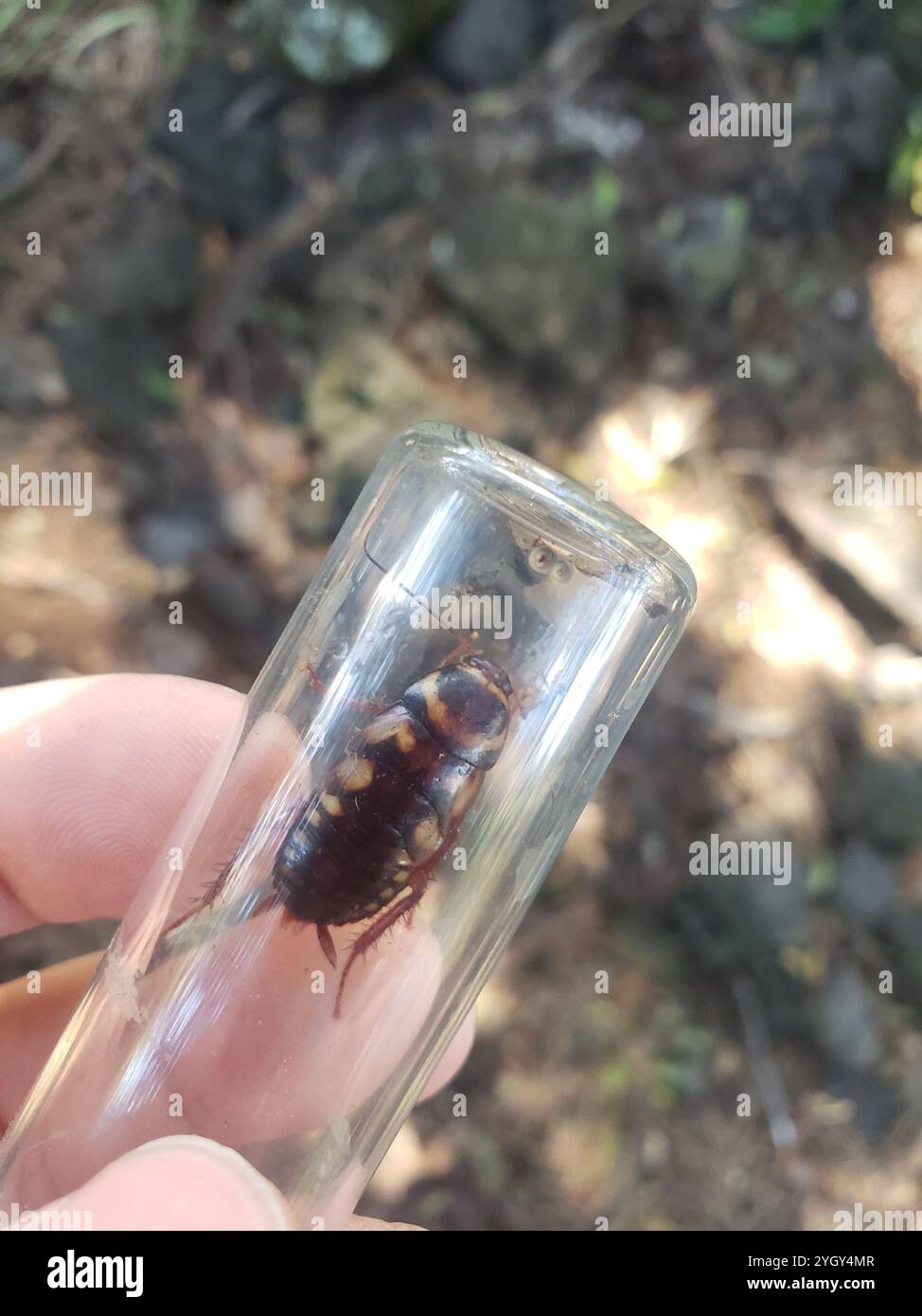 Australian Cockroach (Periplaneta australasiae Stock Photo - Alamy